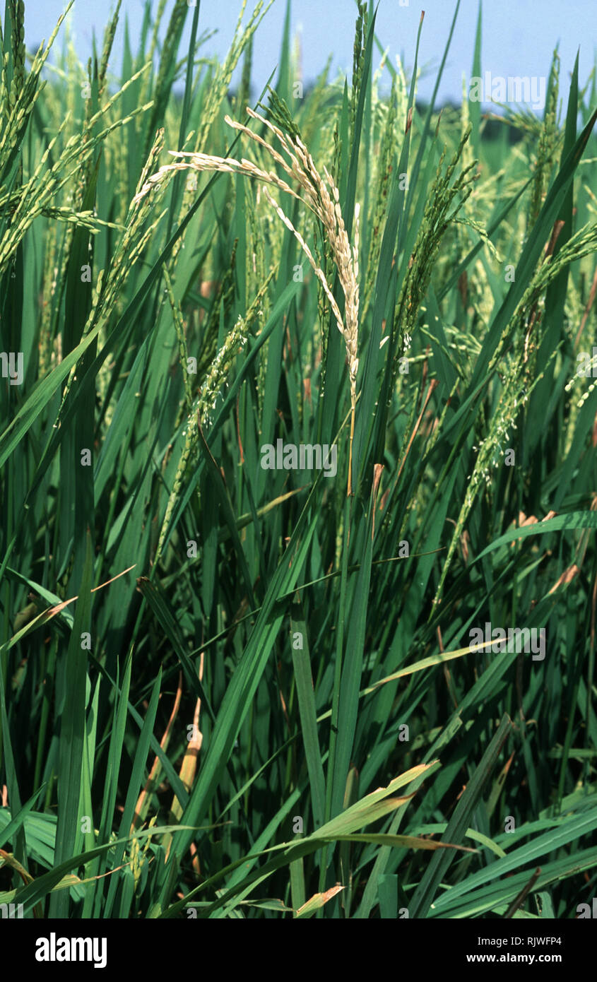 Yellow stem borer (Scirpophaga incertulas) caterpillar damage to rice ...