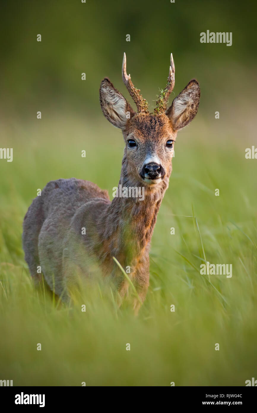 Spring red deer hi-res stock photography and images - Alamy