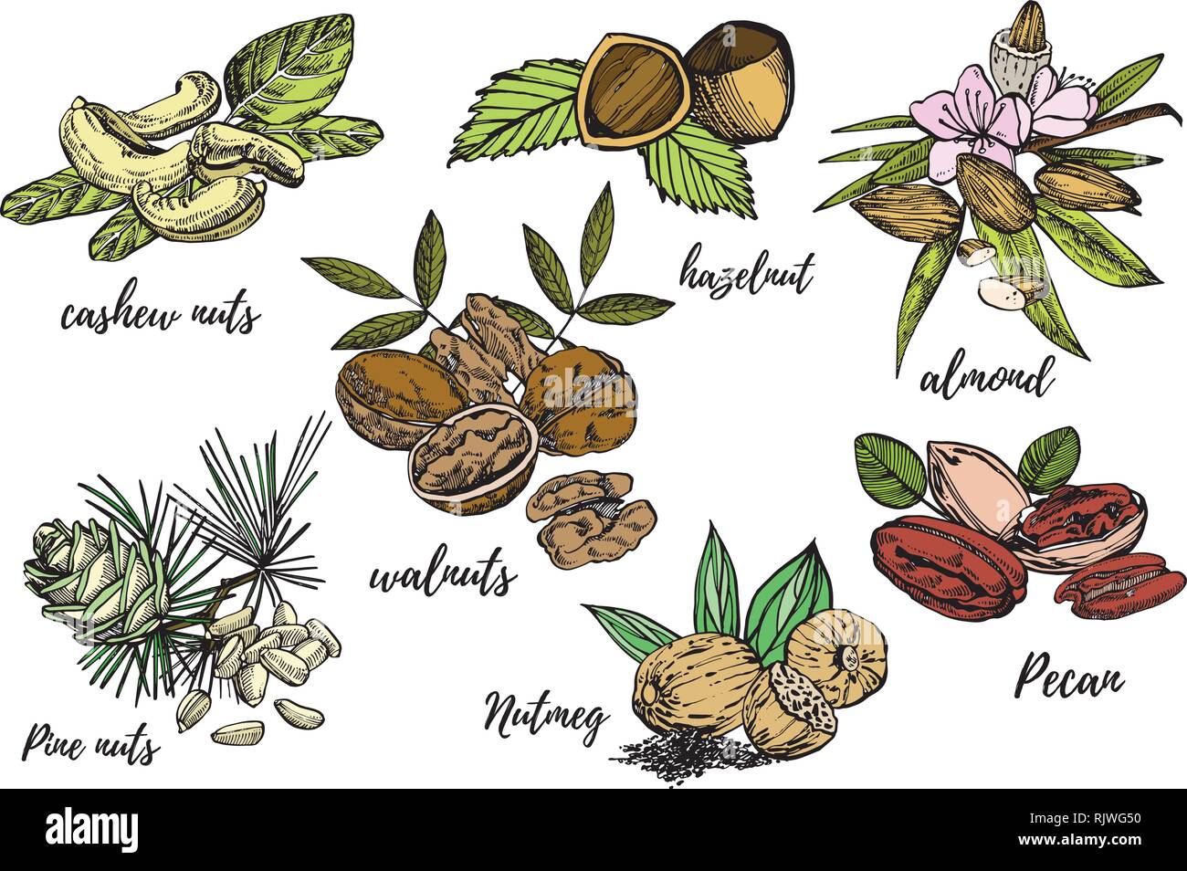 Almonds Pecan Cashew Nuts Hazelnut Pine Nuts Walnuts And Nutmeg
