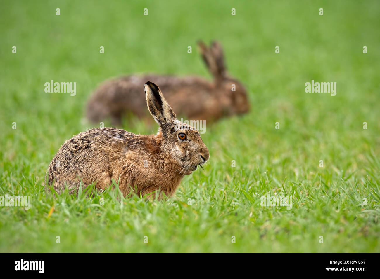 Hairy hare hi-res stock photography and images - Alamy