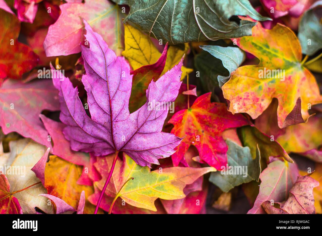 Pic 9 hi-res stock photography and images - Alamy