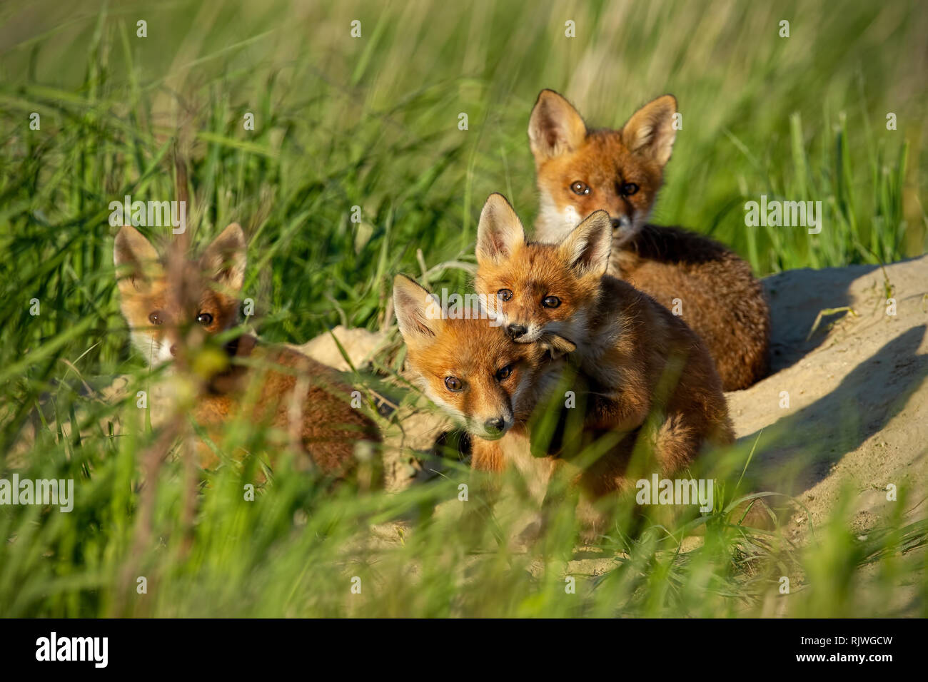Young fox near the den hi-res stock photography and images - Alamy