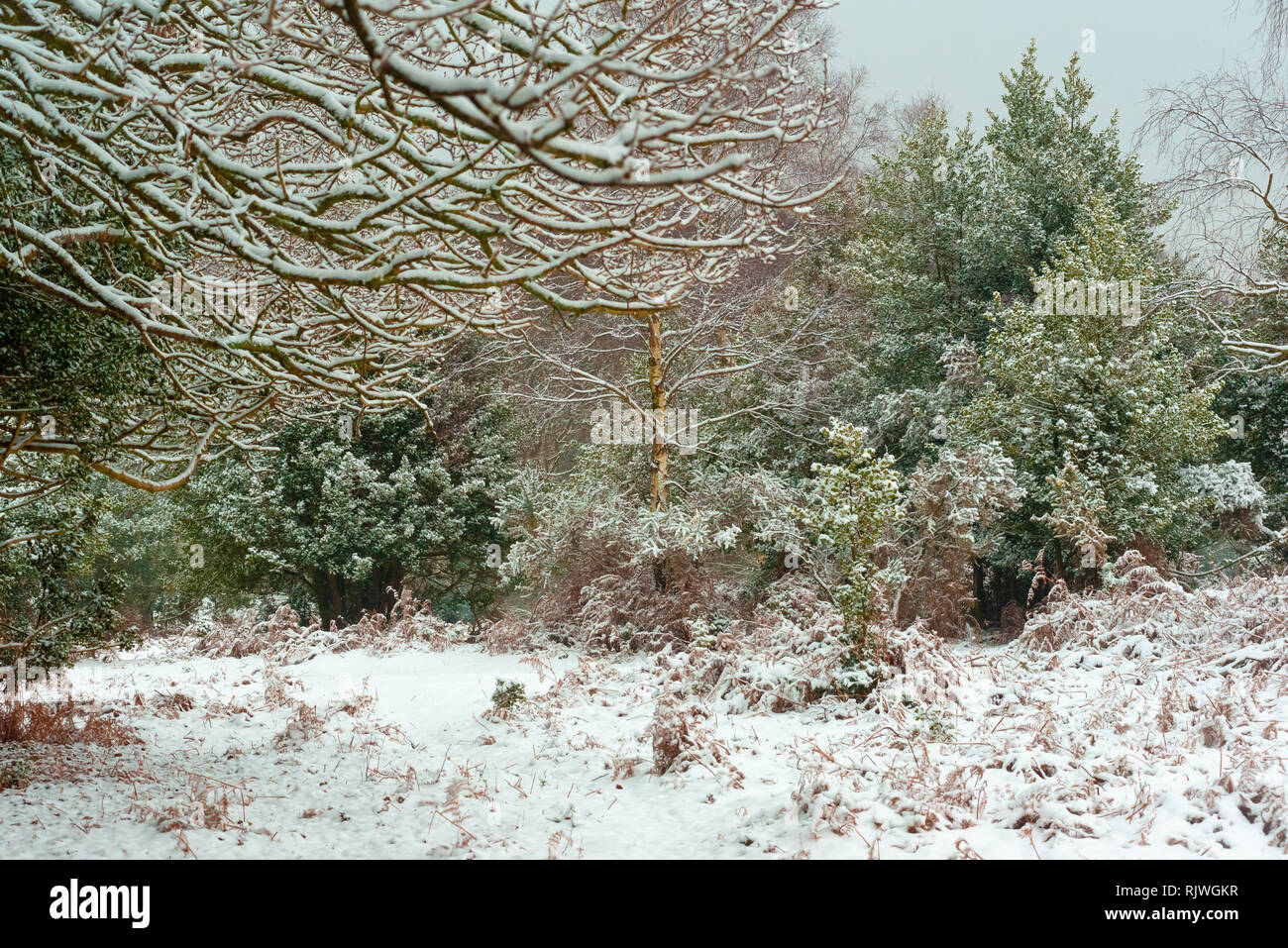 Pretty landscape scene in forest or woodland with snow in winter Stock ...