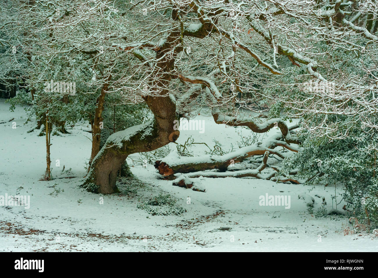 Twisted tree trunk hi-res stock photography and images - Alamy