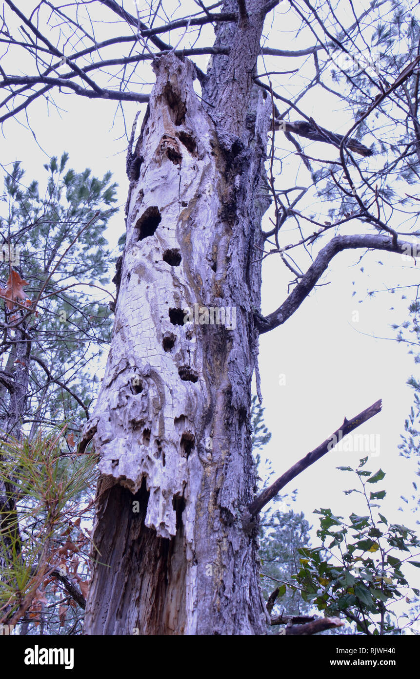 An old tree, rotting away in this forested area of Virginia, USA Stock ...
