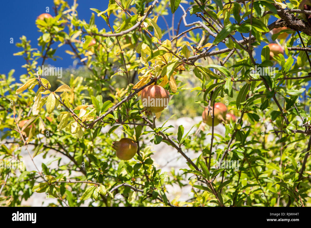 Pomegranate fruit and pomegranate trees hi-res stock photography and ...