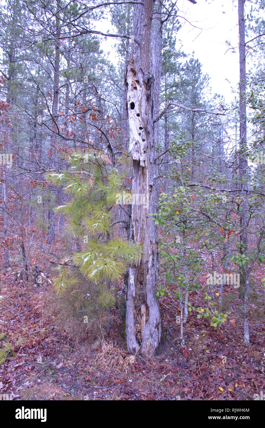 An old tree, rotting away in this forested area of Virginia, USA Stock ...