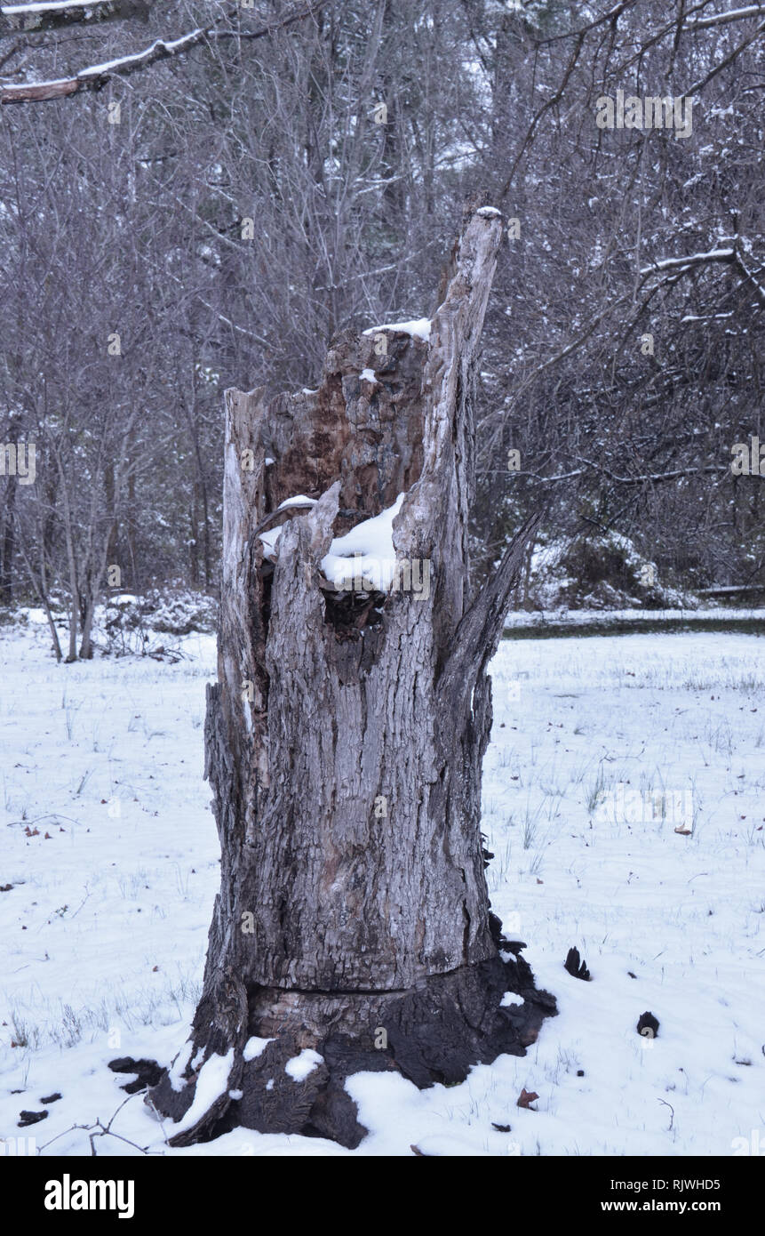 An old tree, rotting away in this forested area of Virginia, USA Stock ...