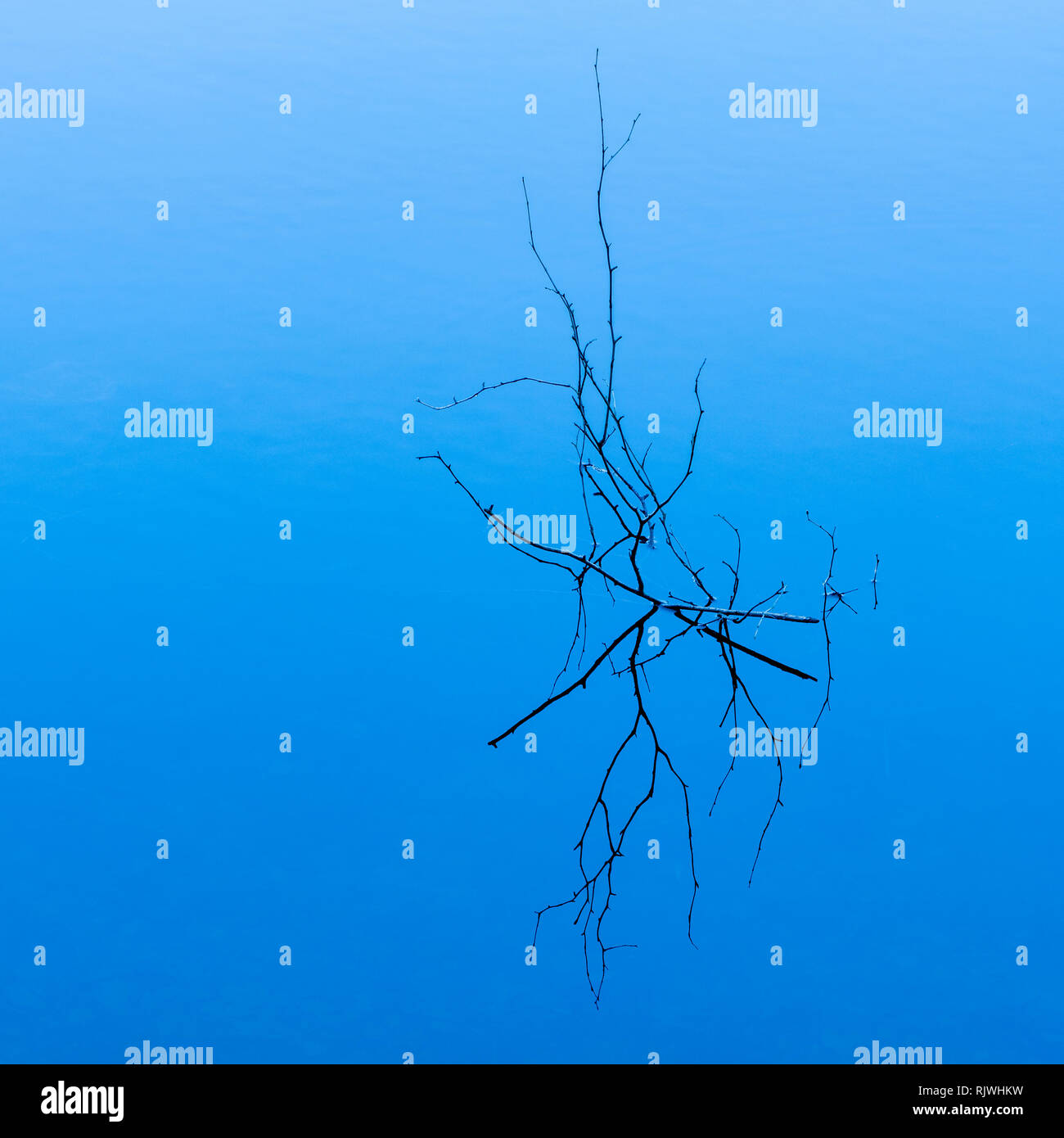 Submerged branches hi-res stock photography and images - Alamy