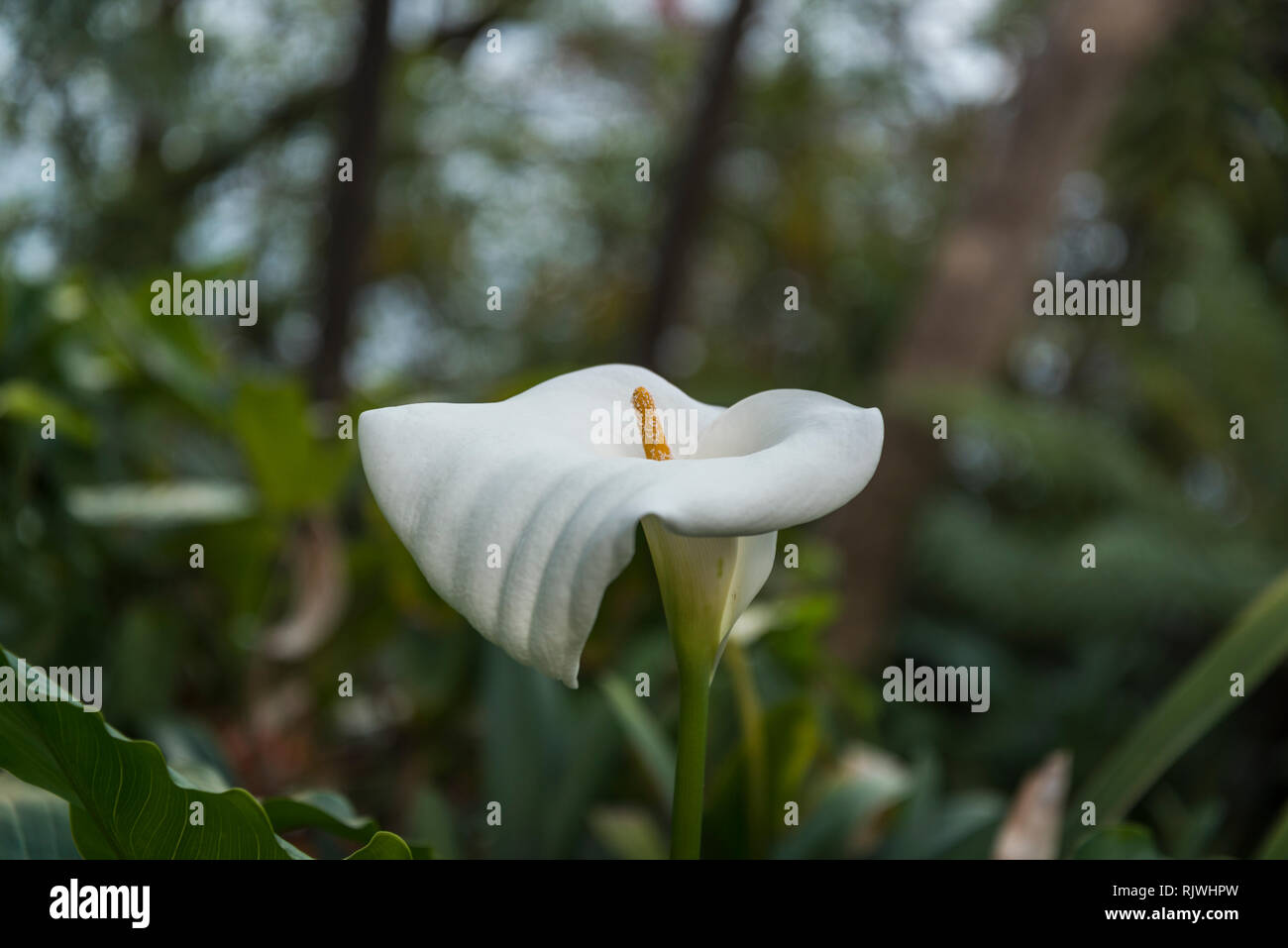 Cala Lily, Sydney, NSW, Australia Stock Photo - Alamy
