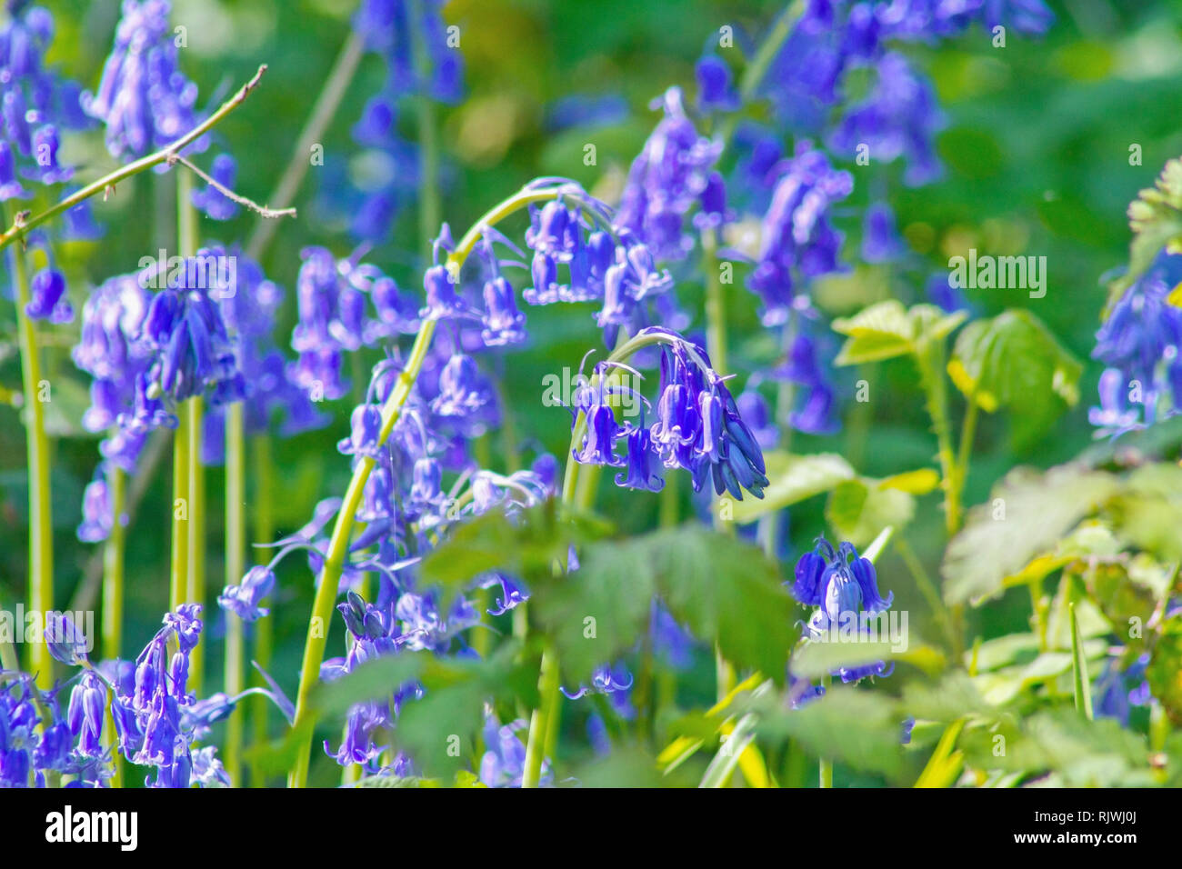 English bluebells at Slapton Ley Devon Stock Photo - Alamy