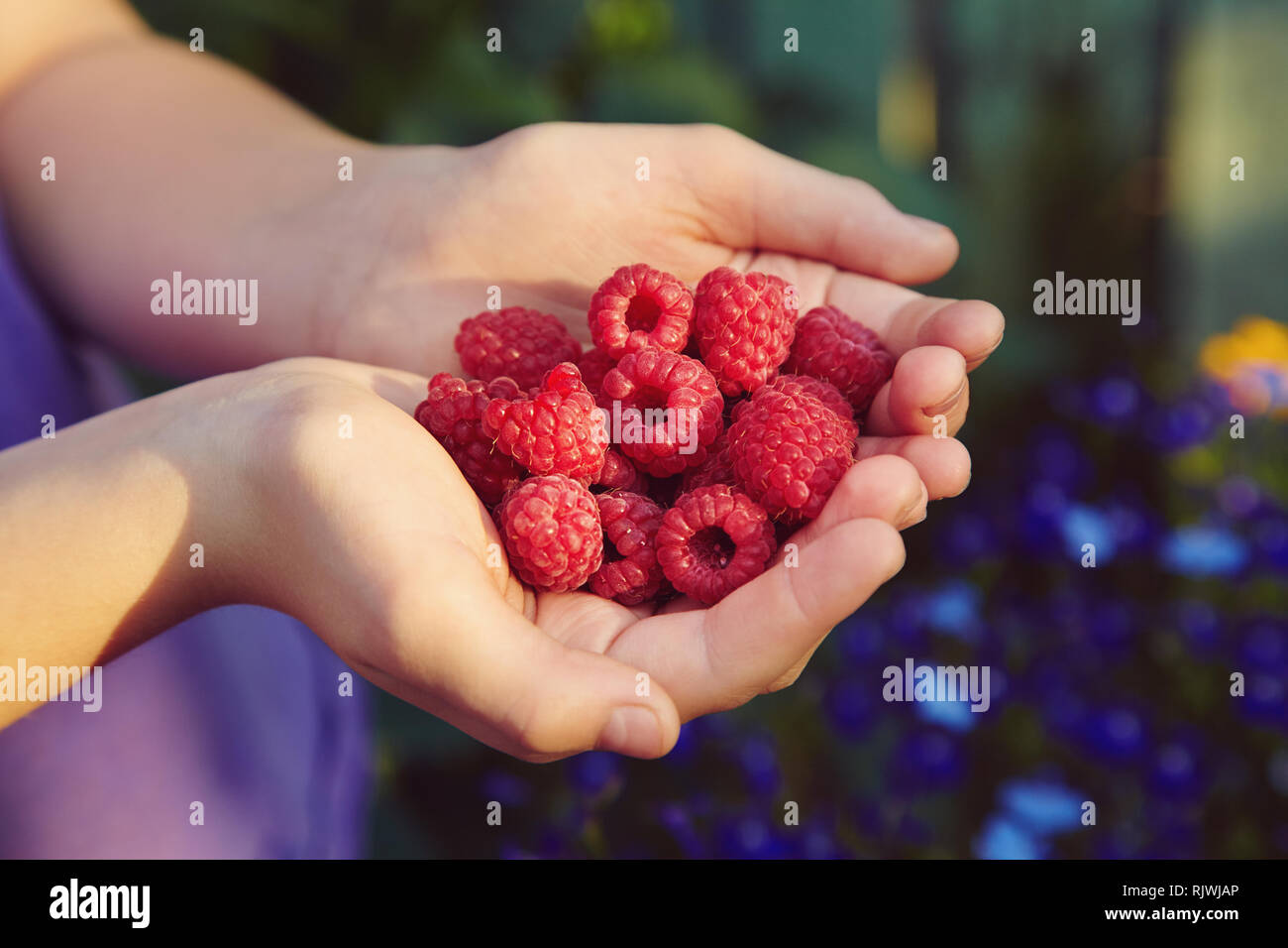 handful of red ripe raspberries in woman hands Stock Photo - Alamy