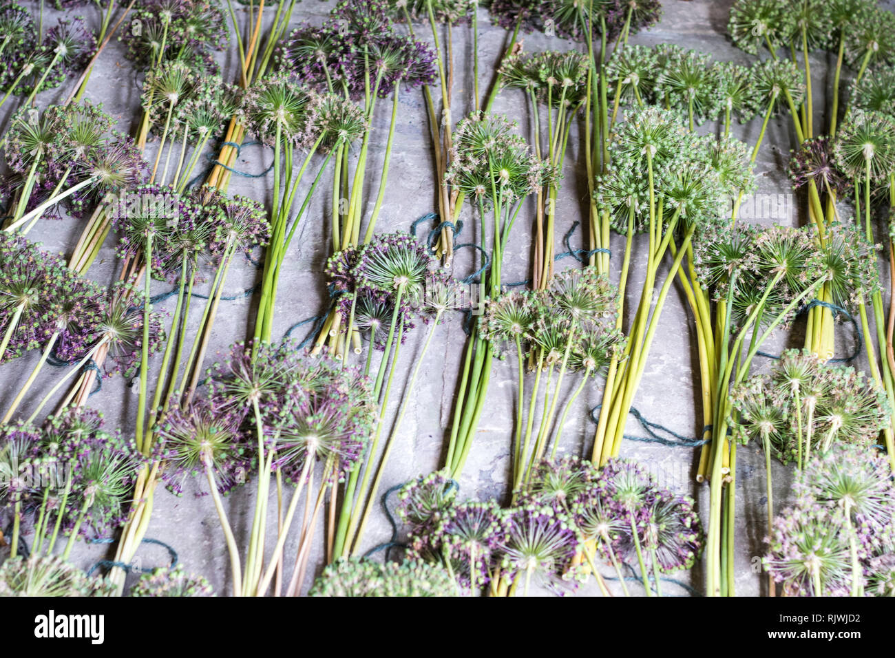Harvesting flowers hi-res stock photography and images - Alamy