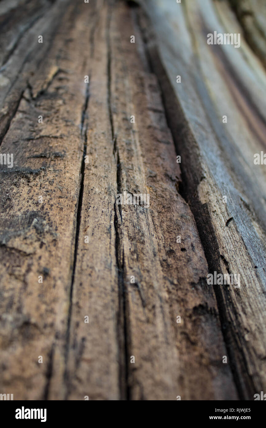 Tree bark wood hi-res stock photography and images - Alamy