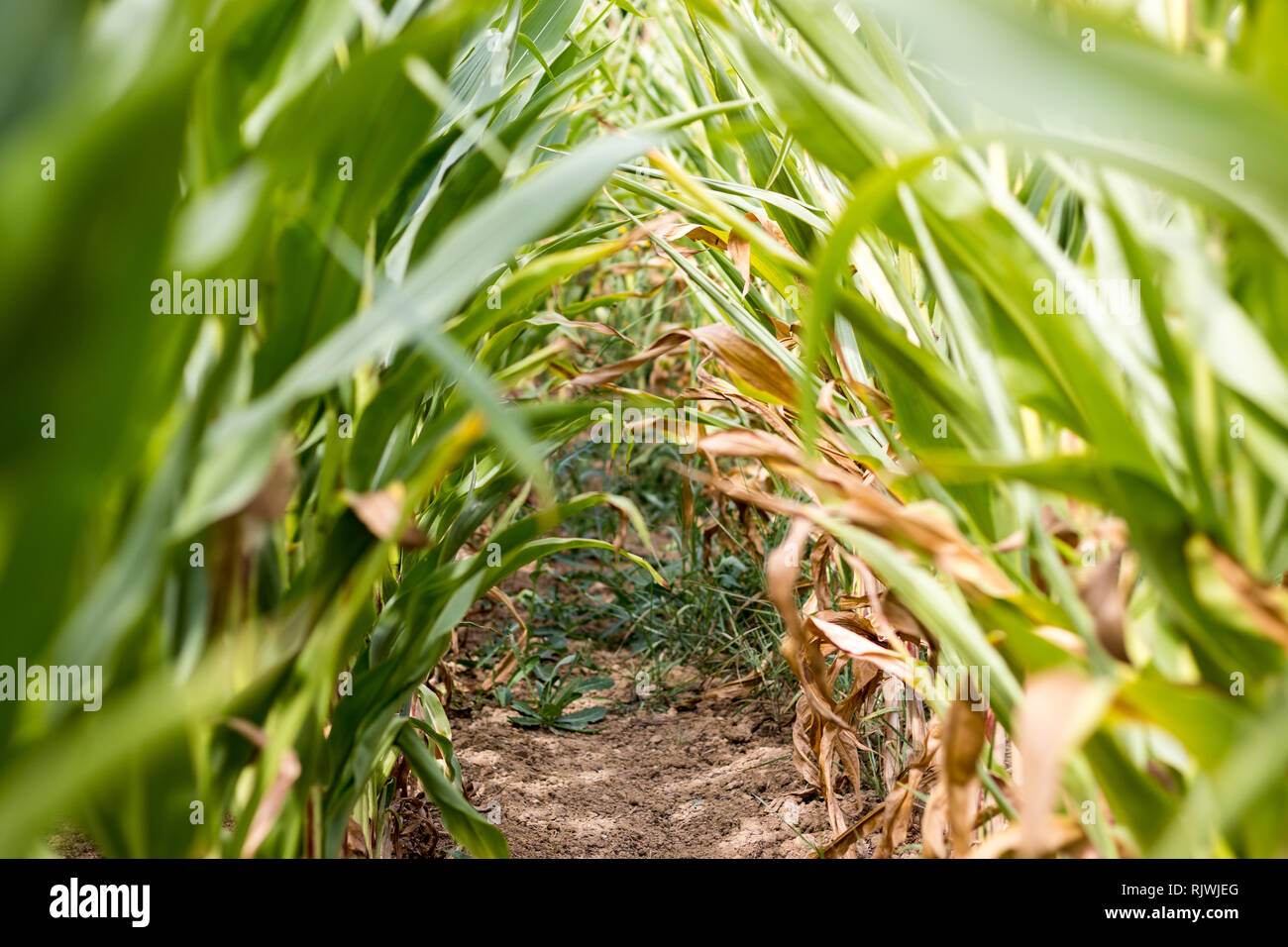 Maze pathway hi-res stock photography and images - Alamy