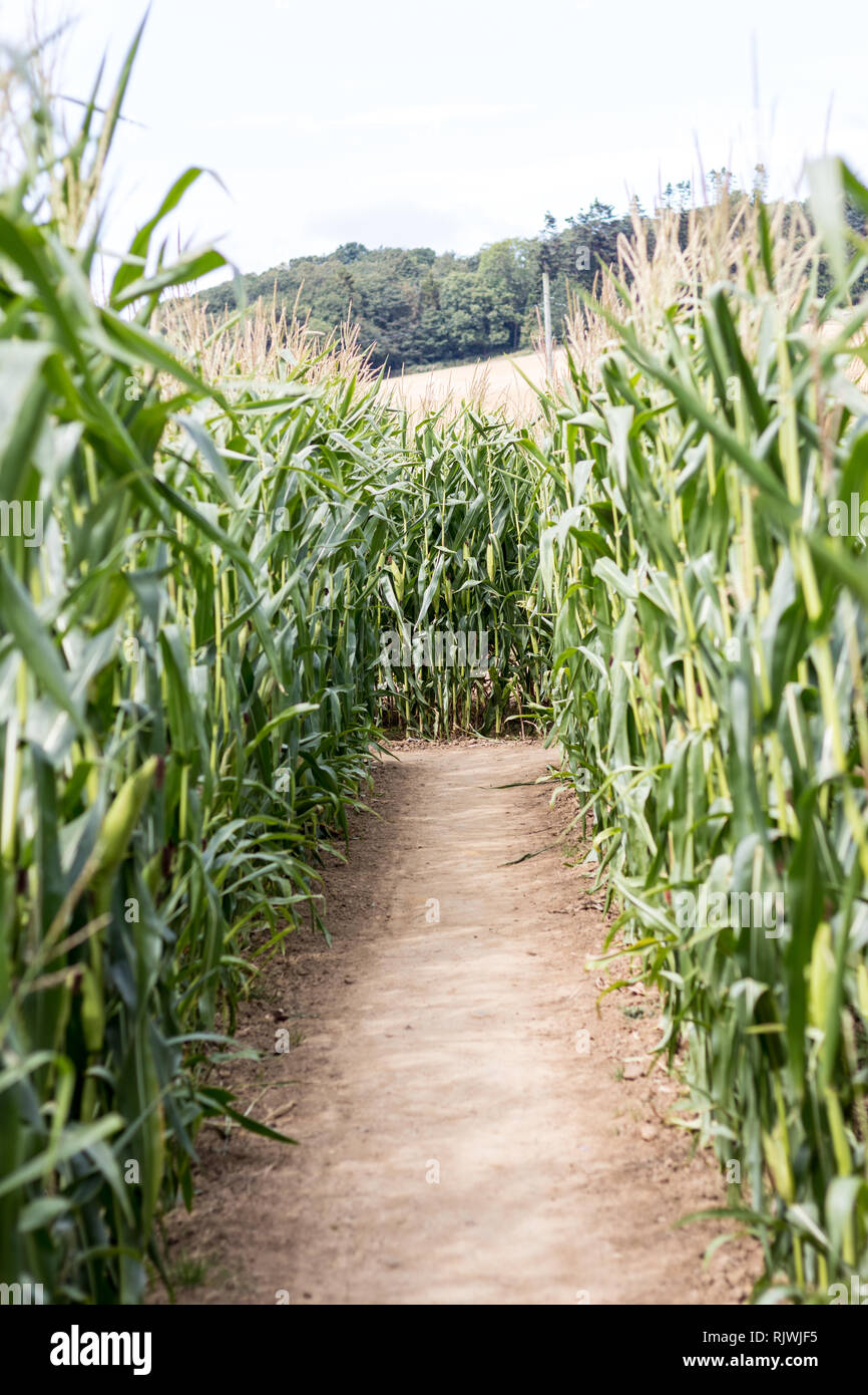 Maze pathway hi-res stock photography and images - Alamy