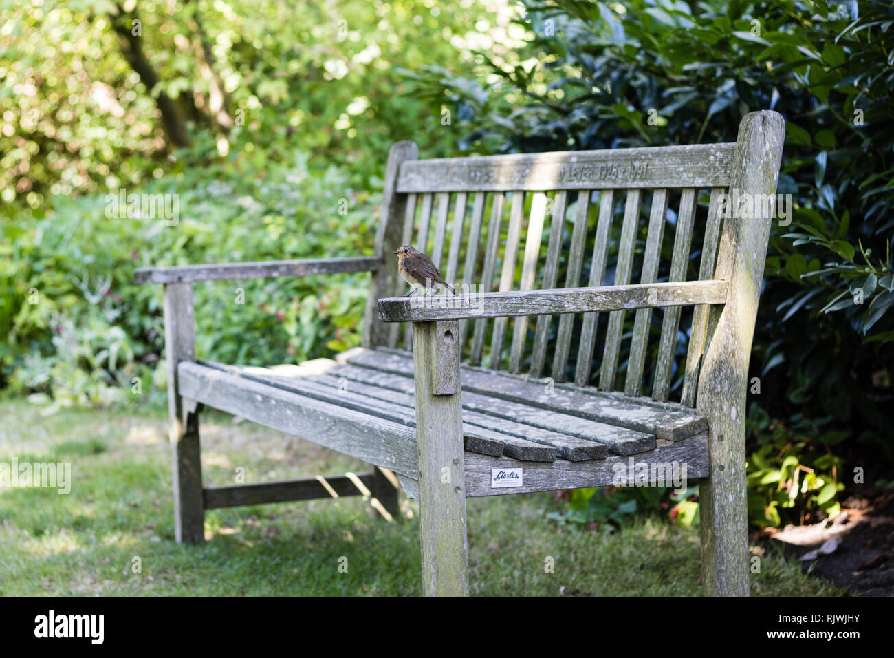 Park bench with Robin Stock Photo - Alamy