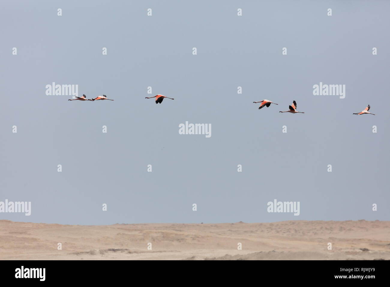 Flamingos chilenos in National reserve of Paracas, Peru Stock Photo - Alamy