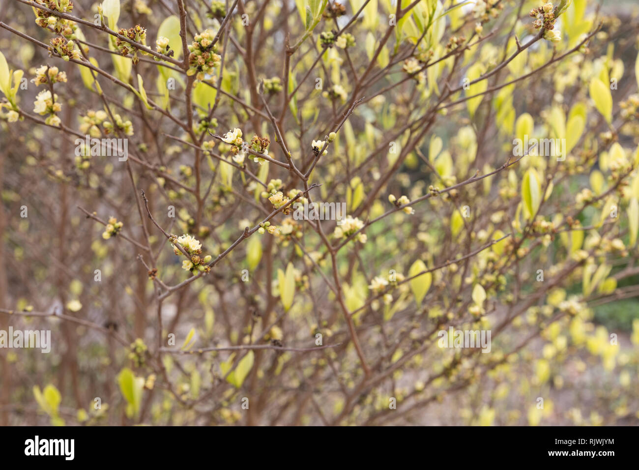 Coca plant, detail in Lima, Peru Stock Photo - Alamy