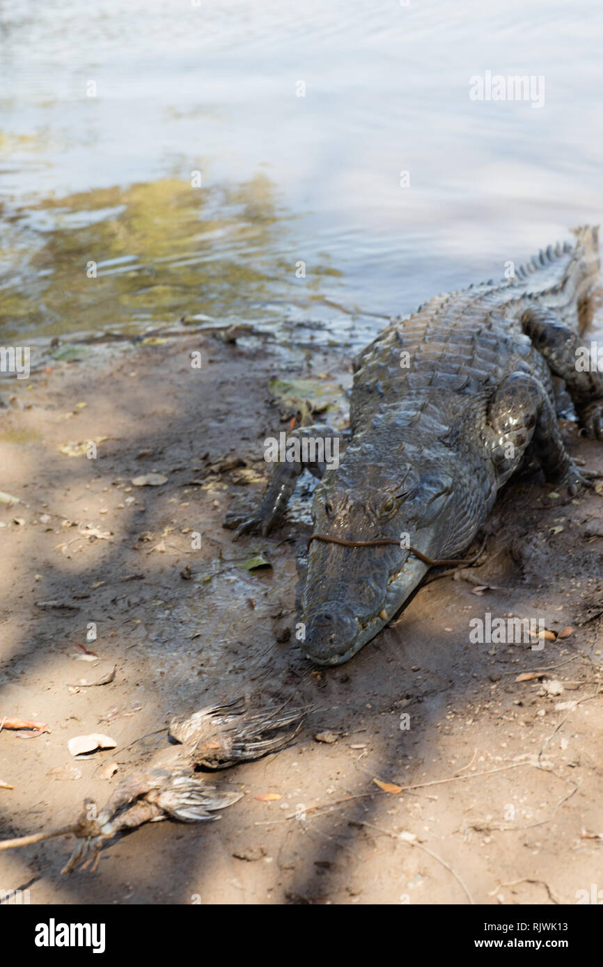 Sacred crocodile in Sabou, Burkina Faso, Africa Stock Photo - Alamy