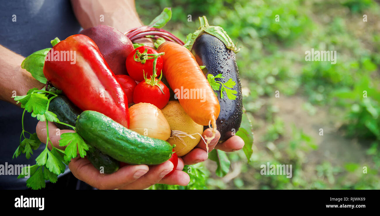 homemade vegetables in the hands of men. harvest. selective focus ...