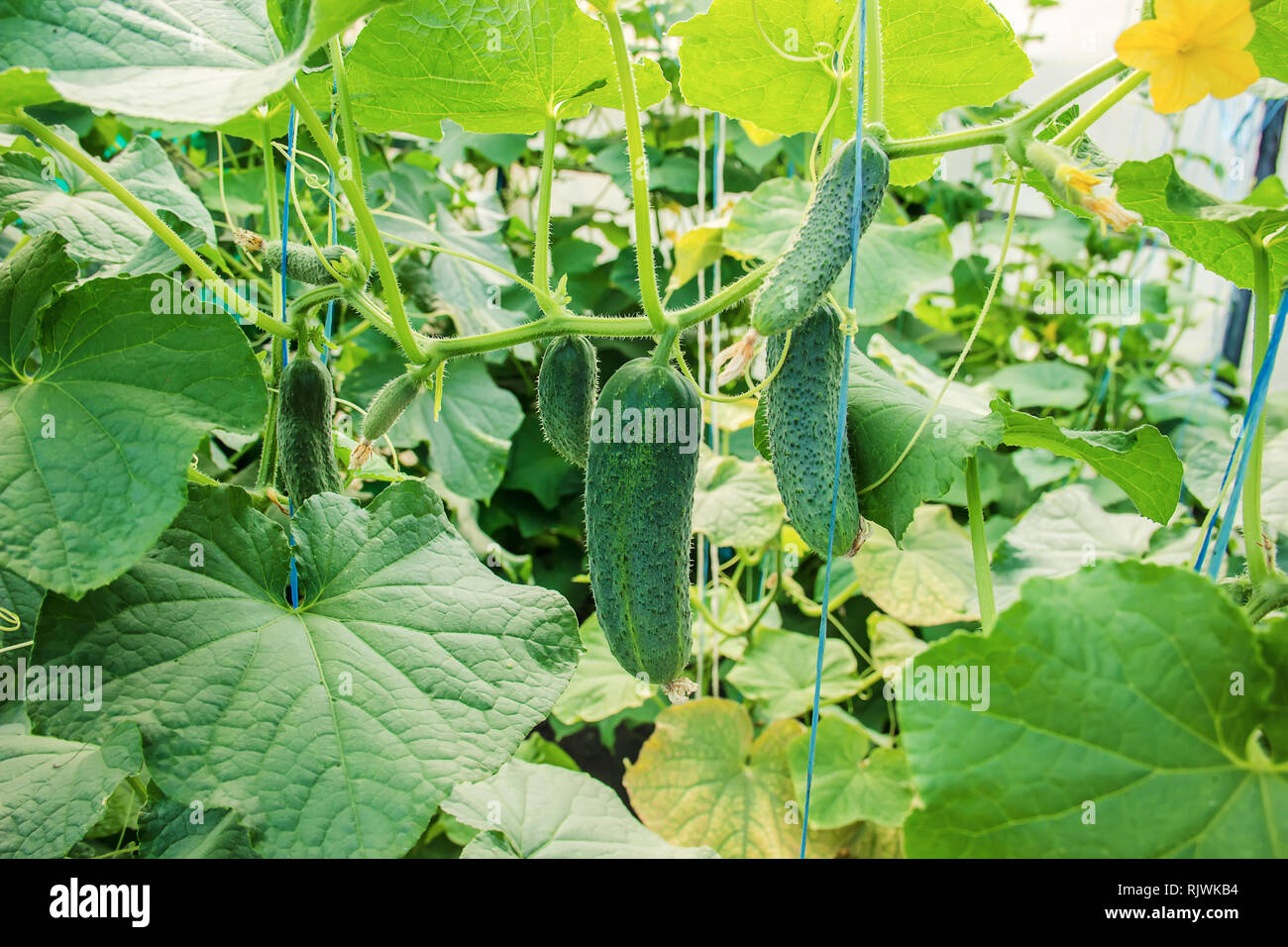 homemade cucumber cultivation and harvest. selective focus. food Stock ...