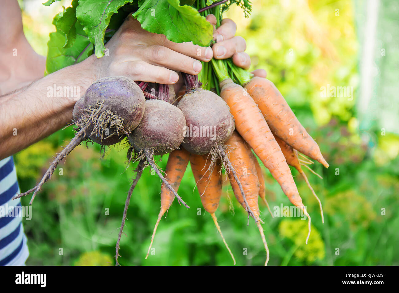 organic homemade vegetables in the hands of men. food Stock Photo - Alamy