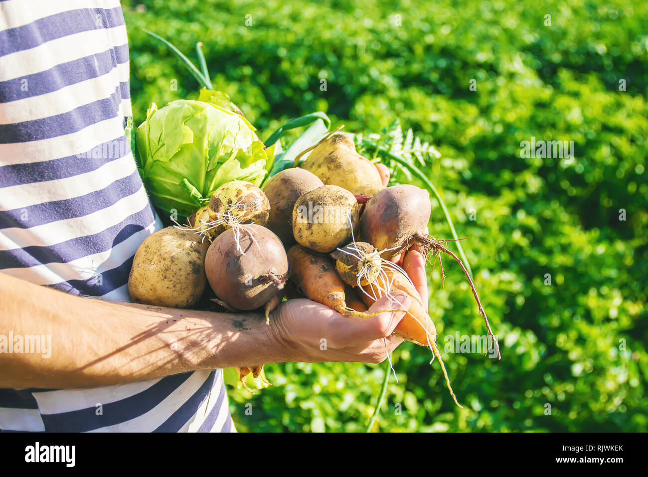 organic homemade vegetables in the hands of men. food Stock Photo - Alamy