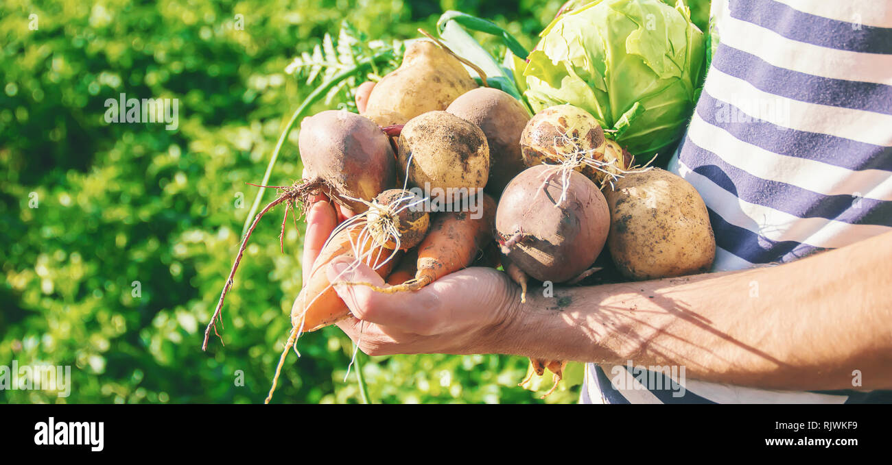organic homemade vegetables in the hands of men. food Stock Photo - Alamy