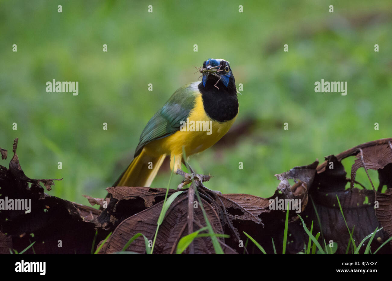 Inca jay cyanocorax yncas hi-res stock photography and images - Alamy