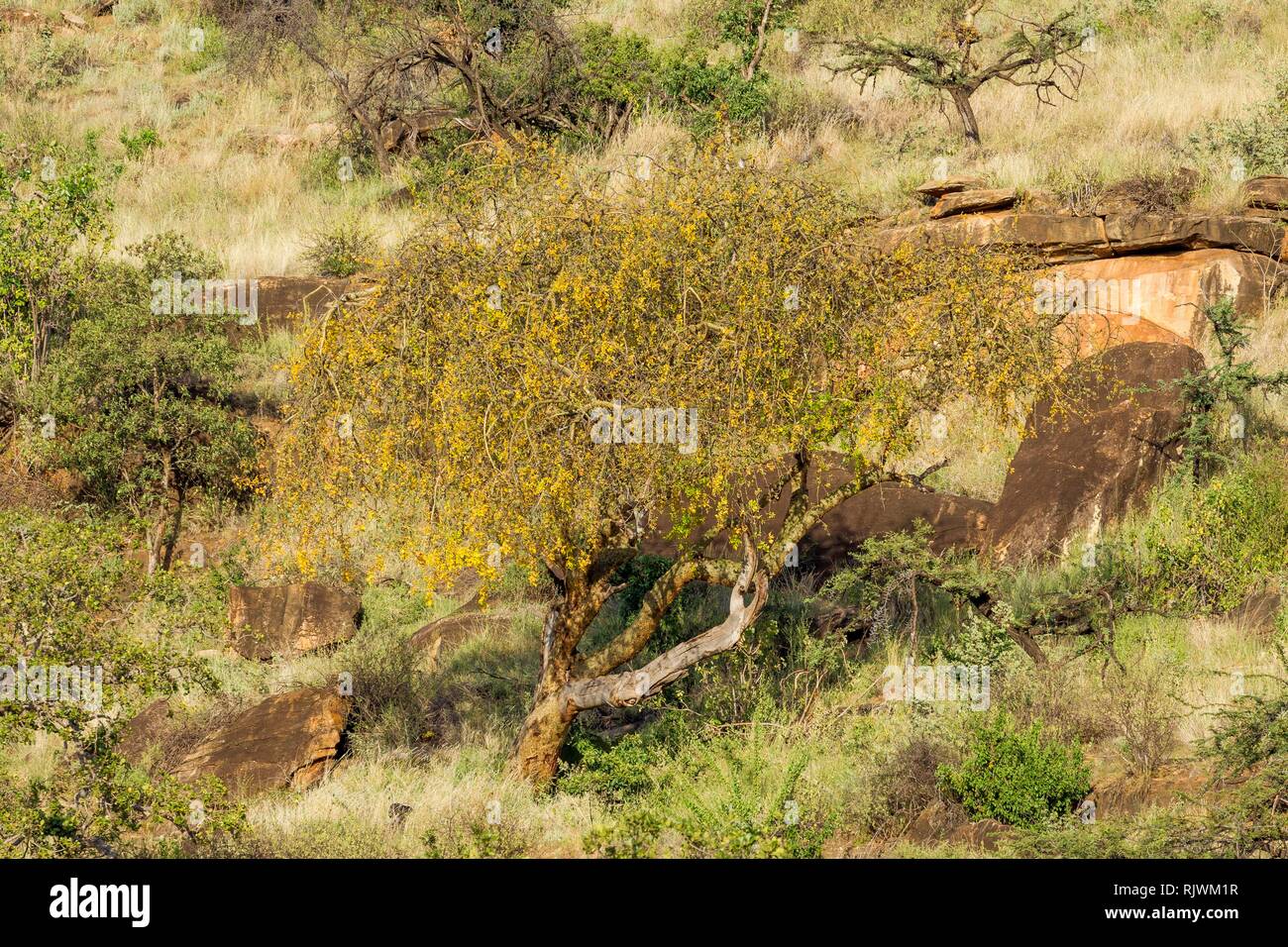 A small tree on the side of a steep valley side, Lewa Wilderness, Lewa ...