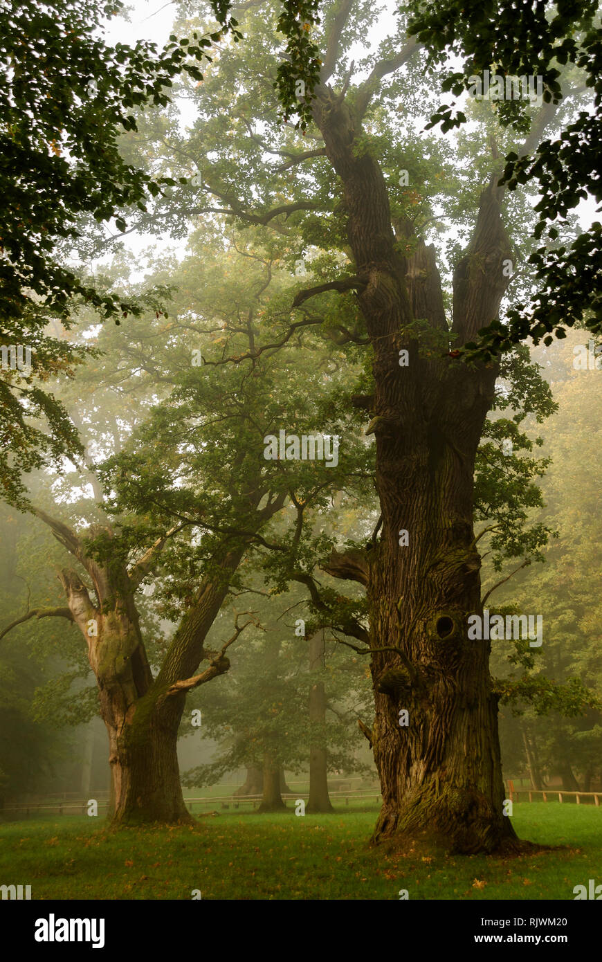 Oaktrees at Ivenack "Ivenacker Eichen" Mecklenburg-Pommerania, Germany Stock Photo - Alamy