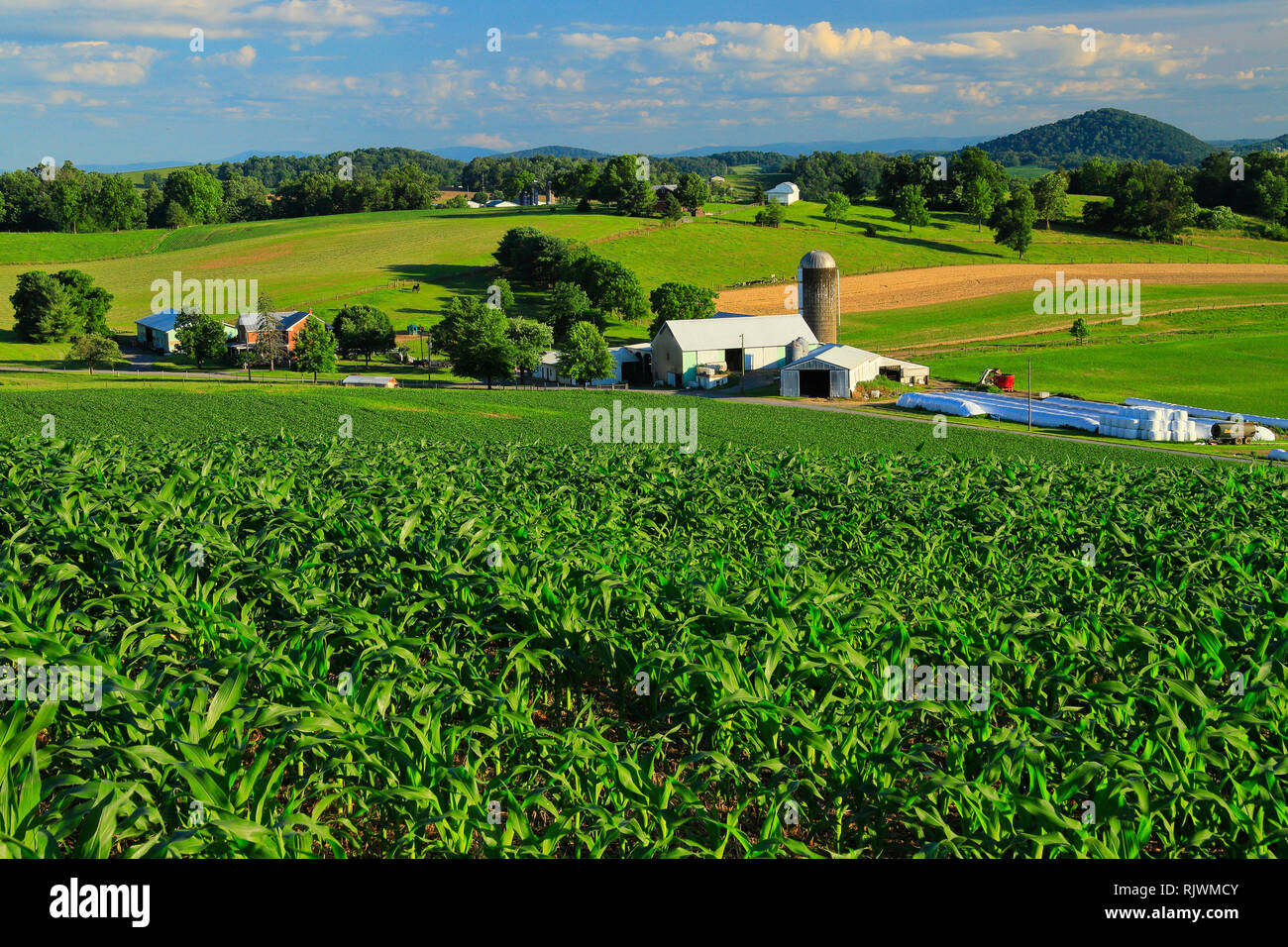 Corn Field, Dayton, Shenandoah Valley, Virginia, USA Stock Photo - Alamy