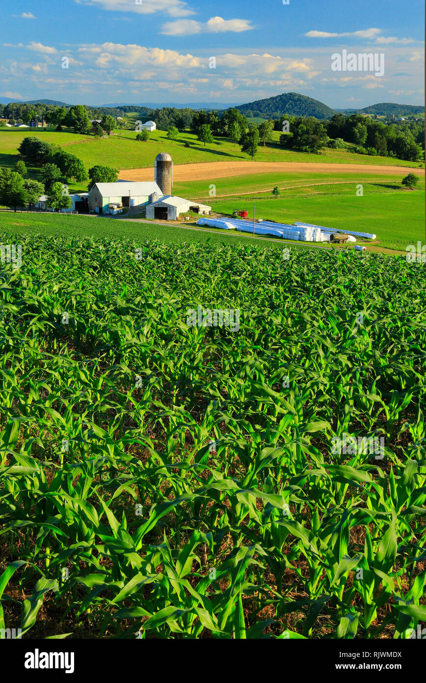 Corn Field, Dayton, Shenandoah Valley, Virginia, USA Stock Photo - Alamy