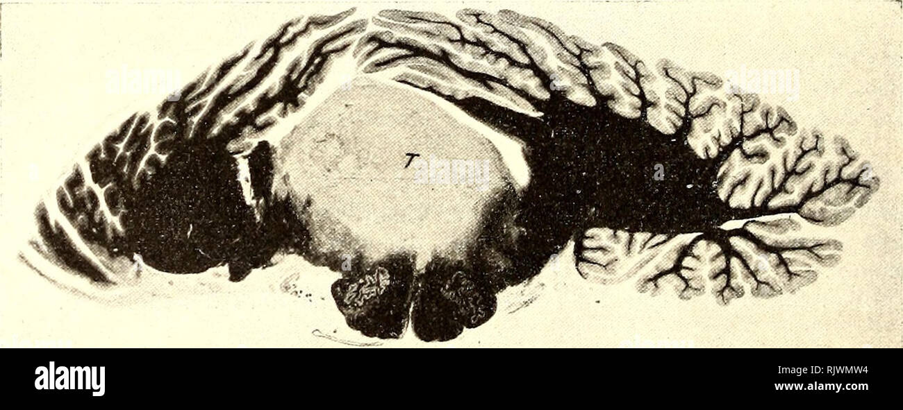 Pontina i hi-res stock photography and images - Alamy