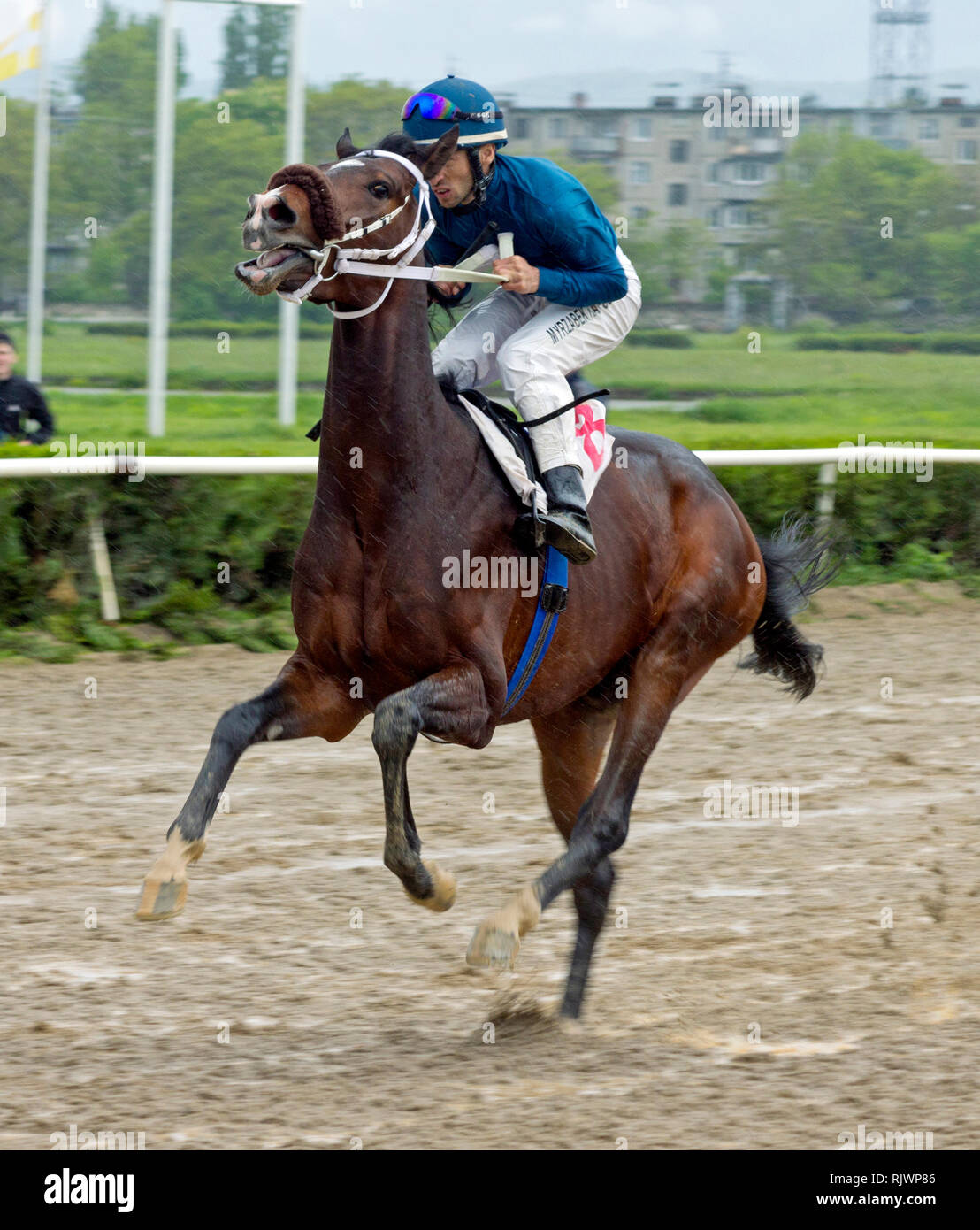 Boy stallion gallop hi-res stock photography and images - Alamy
