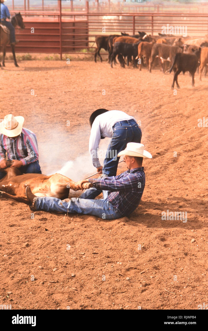 American Cowboys: 1990s Cowboys in the American west during spring ...