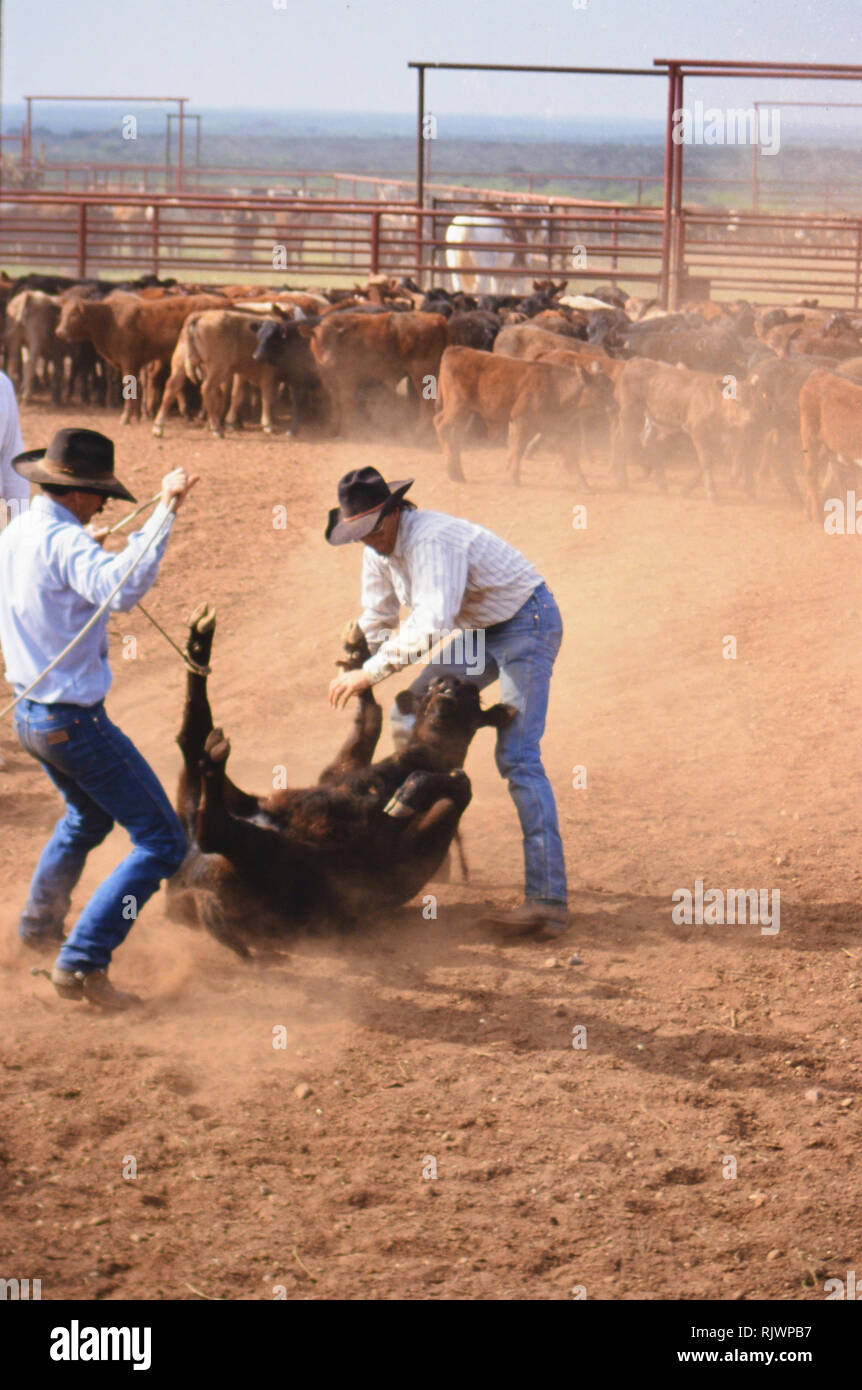 American Cowboys: 1990s Cowboys in the American west during spring ...