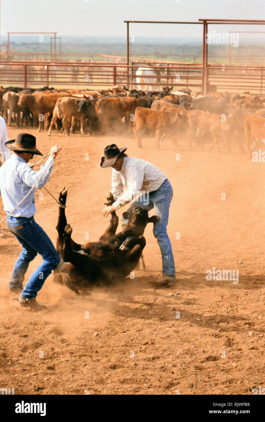 American Cowboys: 1990s Cowboys in the American west during spring ...