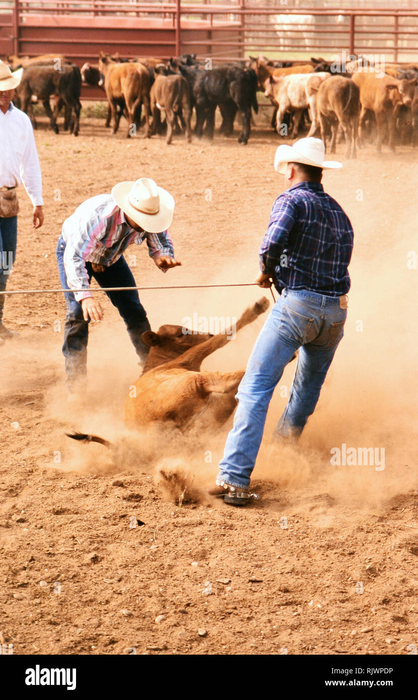 American Cowboys: 1990s Cowboys in the American west during spring ...