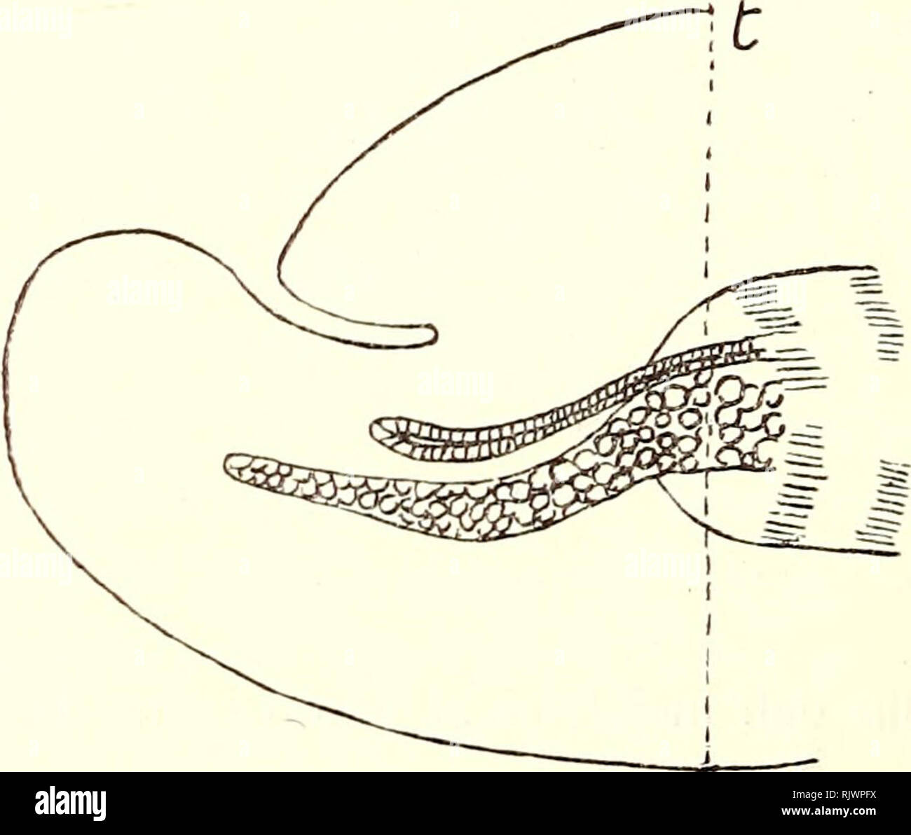 Parti linea centrale hi-res stock photography and images - Alamy