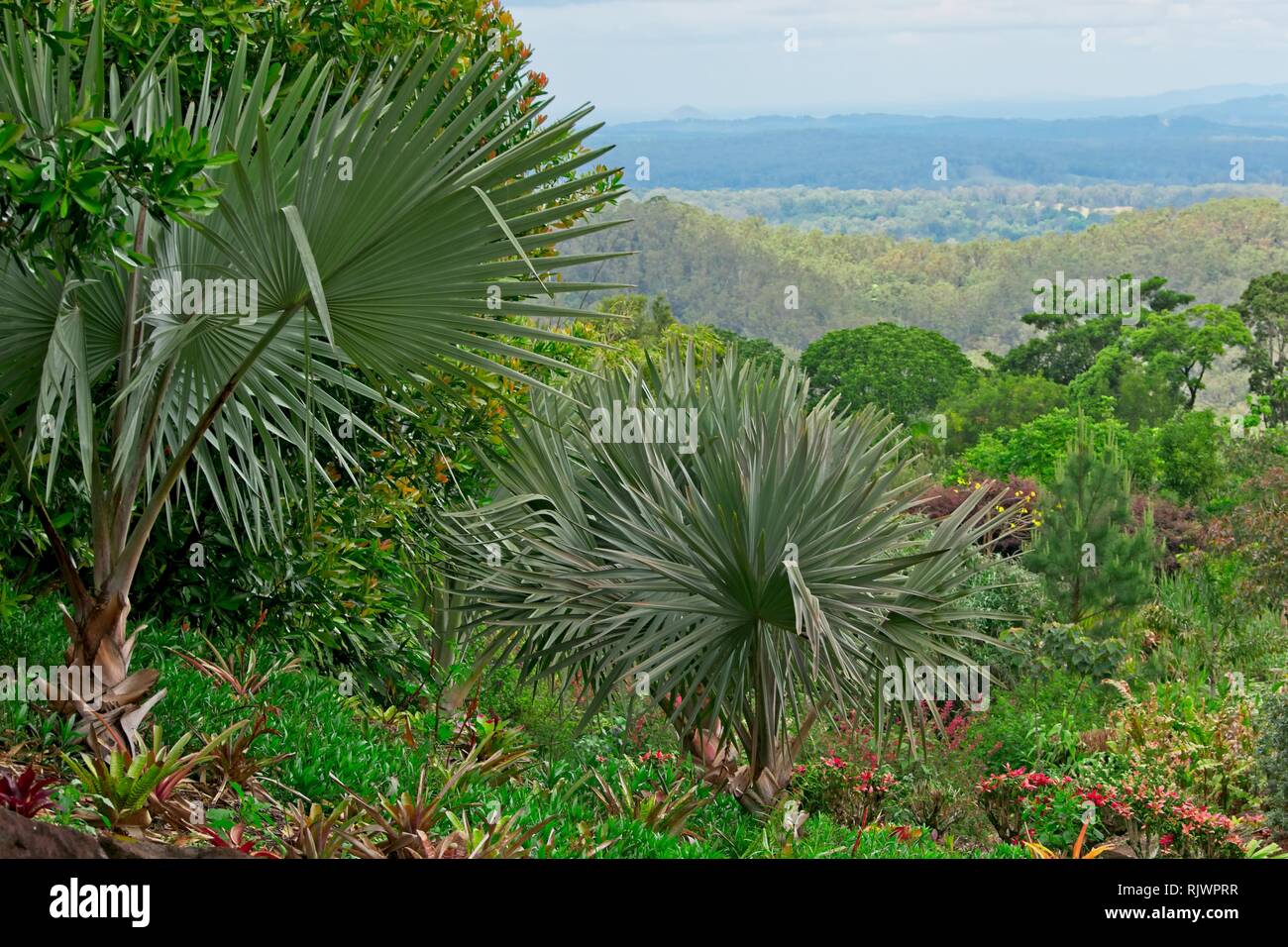 Bismarck palm trees (bismarckia nobilis) growing in landscape Stock ...