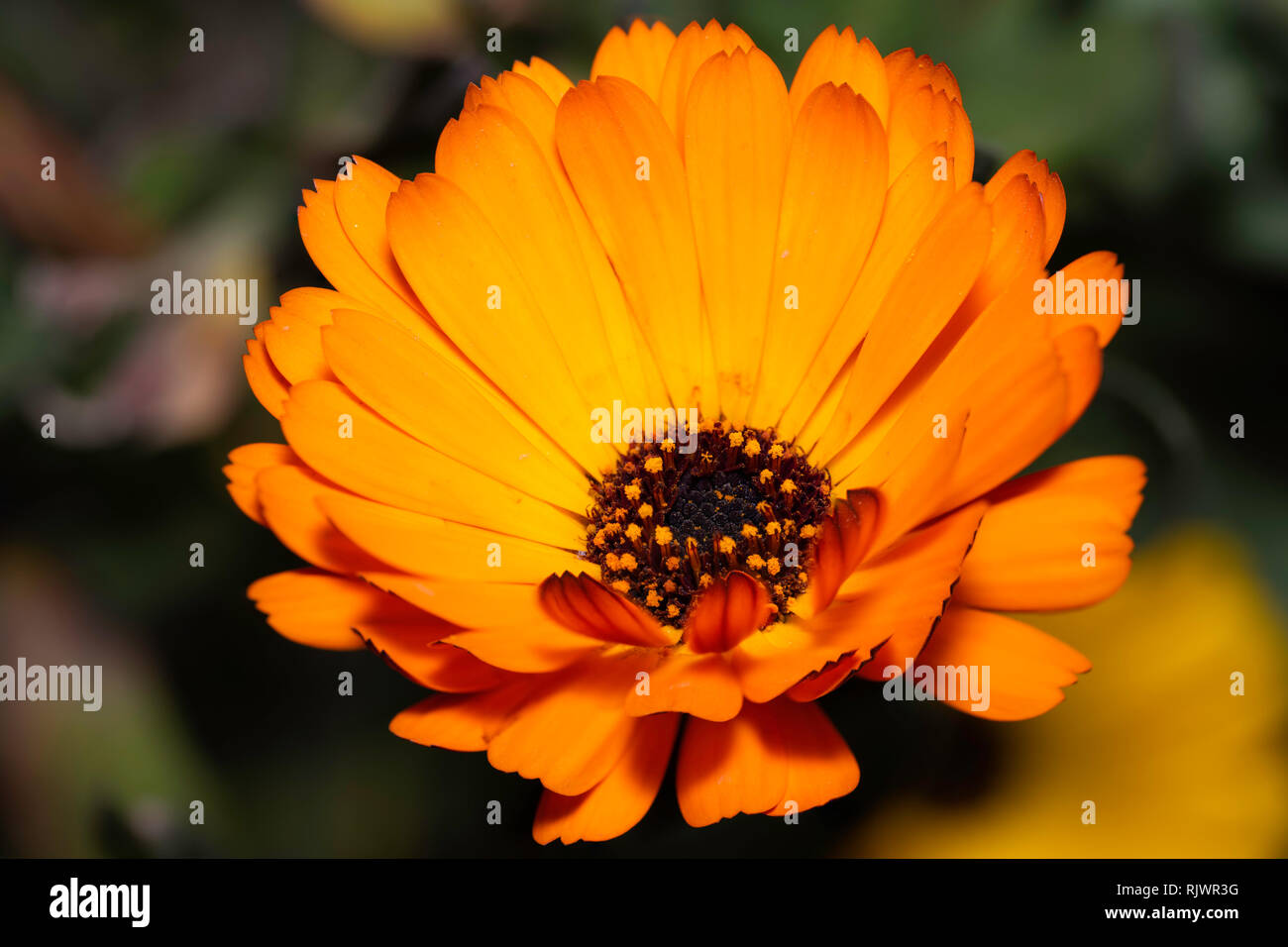 Beautiful calendula flower - Pot Marigold Stock Photo - Alamy