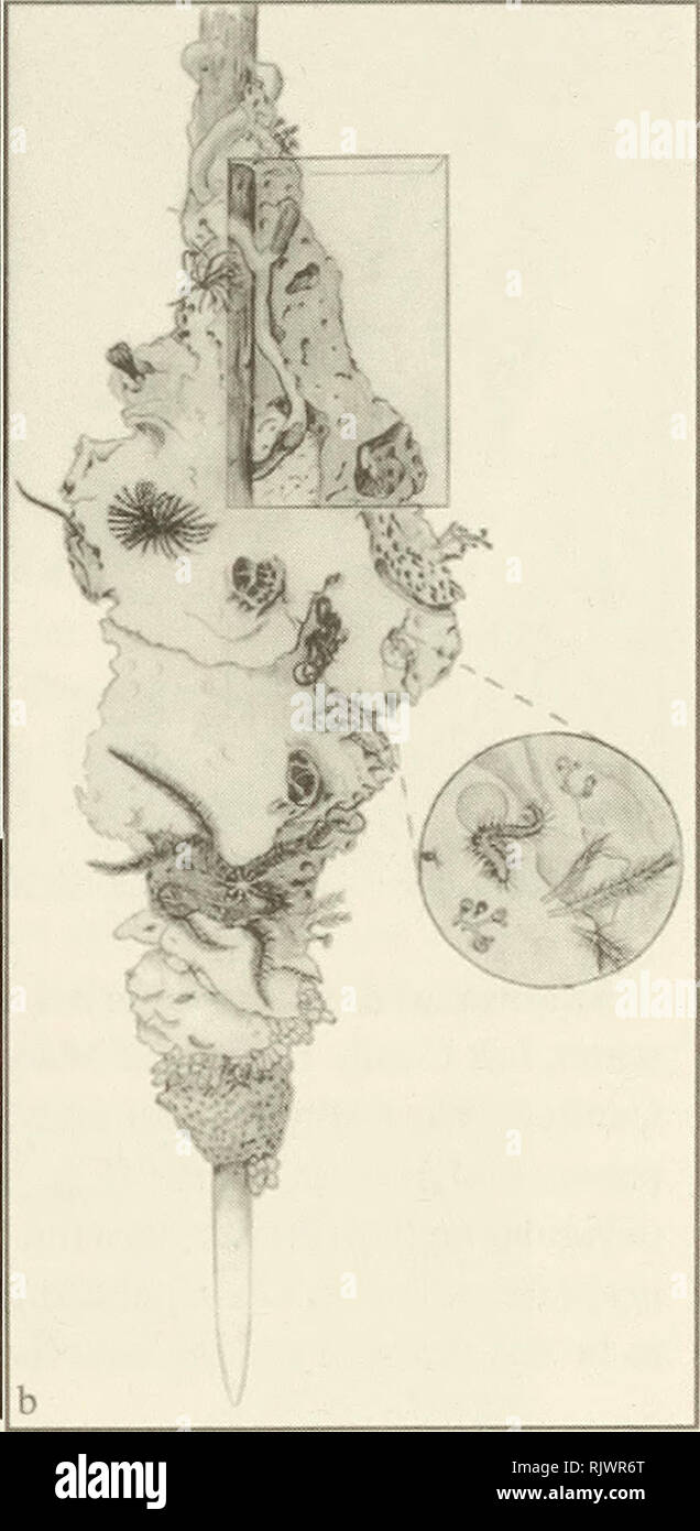 . Atoll research bulletin. Coral reefs and islands; Marine biology ...