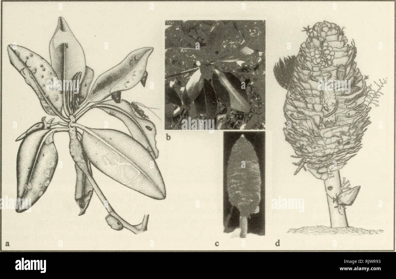 . Atoll research bulletin. Coral reefs and islands; Marine biology ...