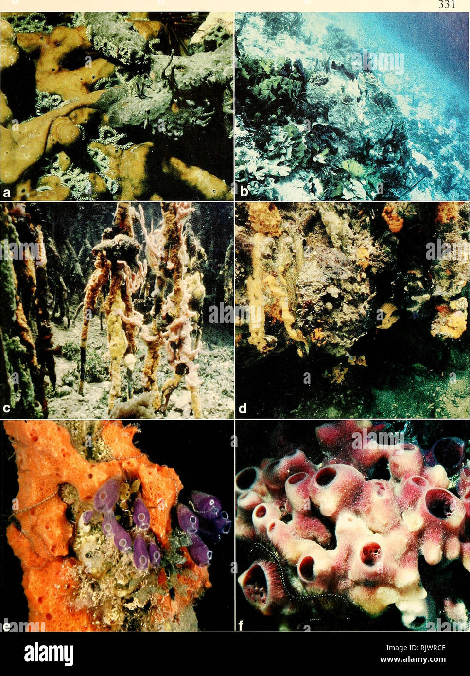 . Atoll research bulletin. Coral reefs and islands; Marine biology ...