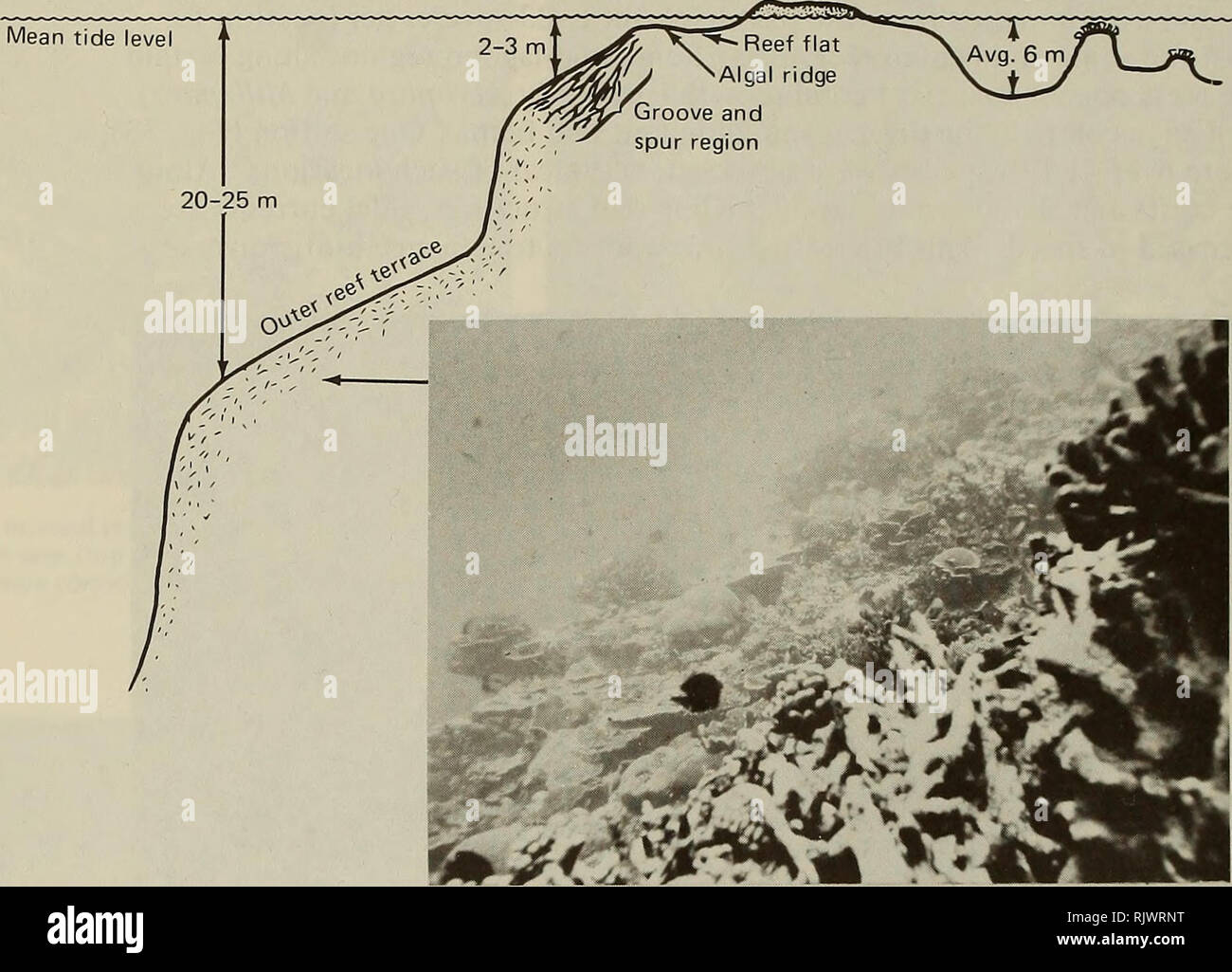 . Atoll research bulletin. Coral reefs and islands; Marine biology ...