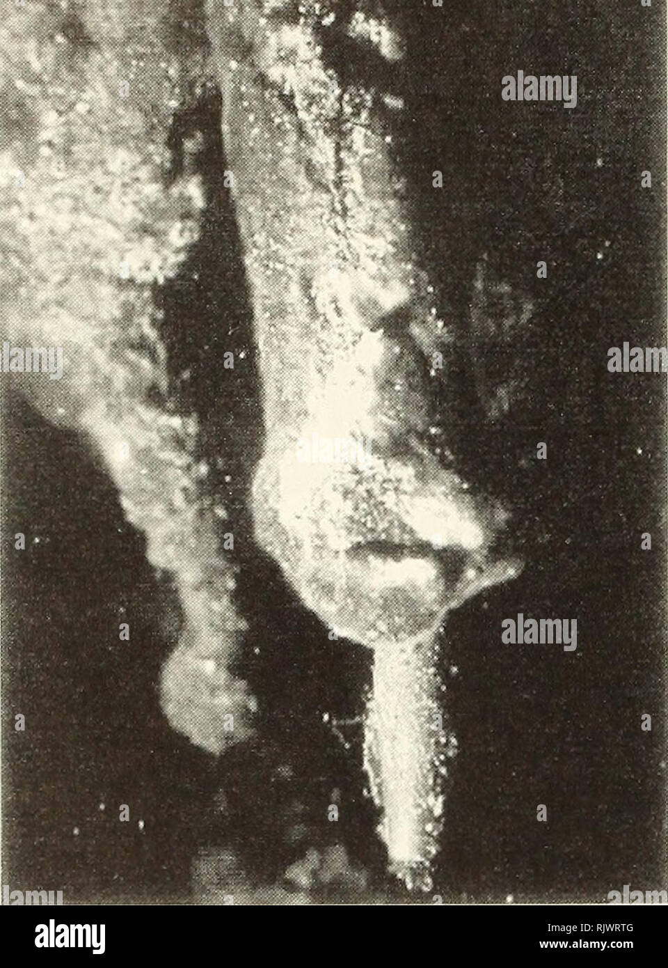 . Atoll research bulletin. Coral reefs and islands; Marine biology ...