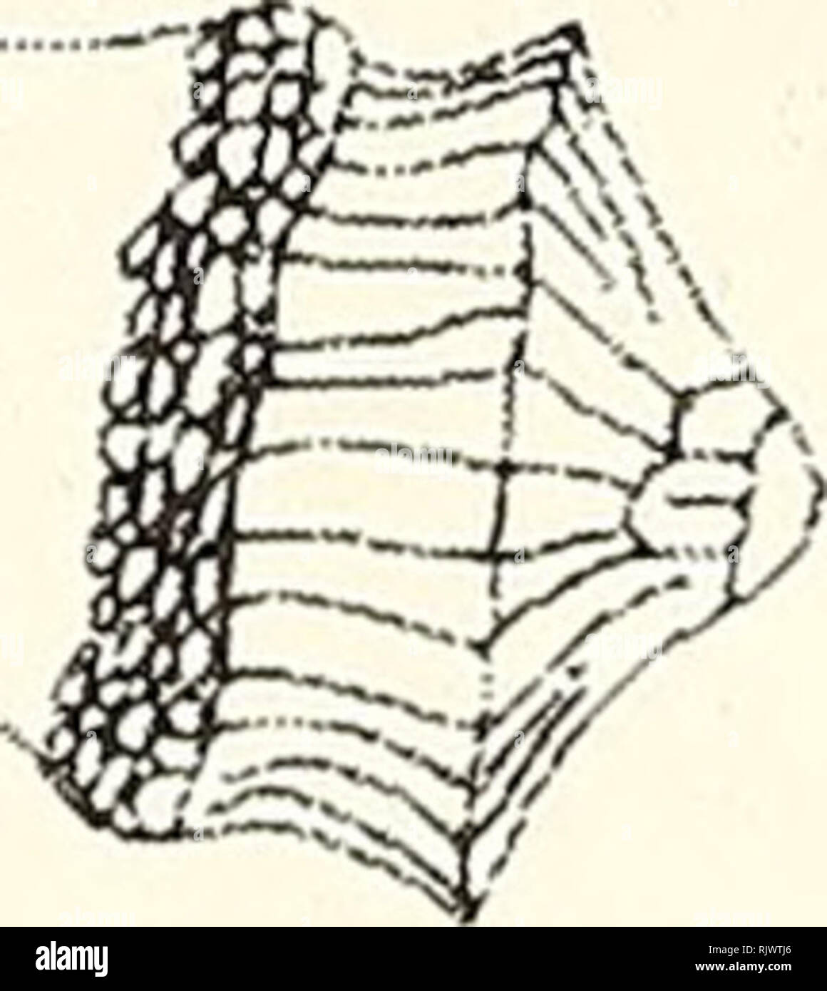 Sipuncula hi-res stock photography and images - Alamy