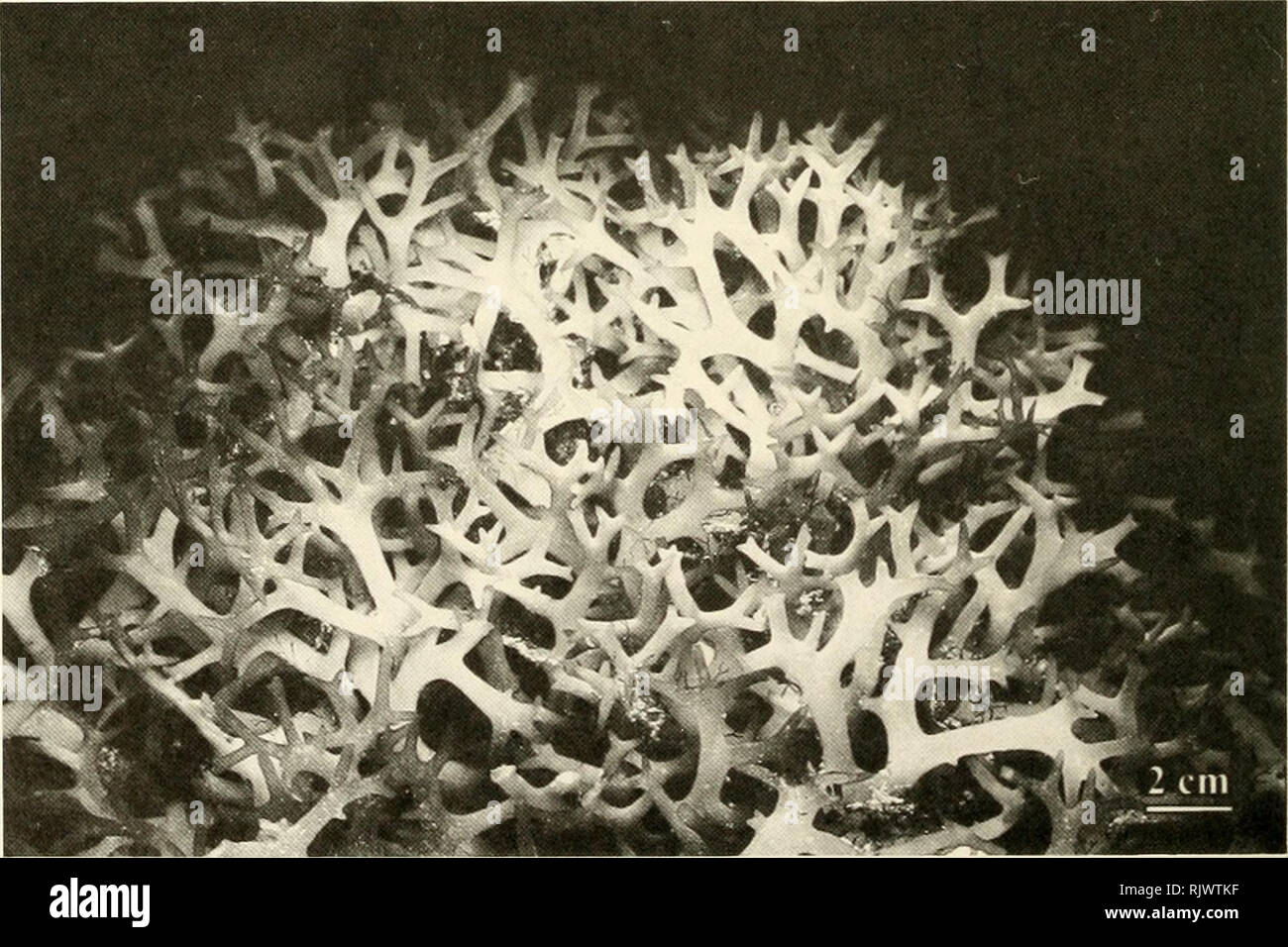 Foliose coral hi-res stock photography and images - Alamy